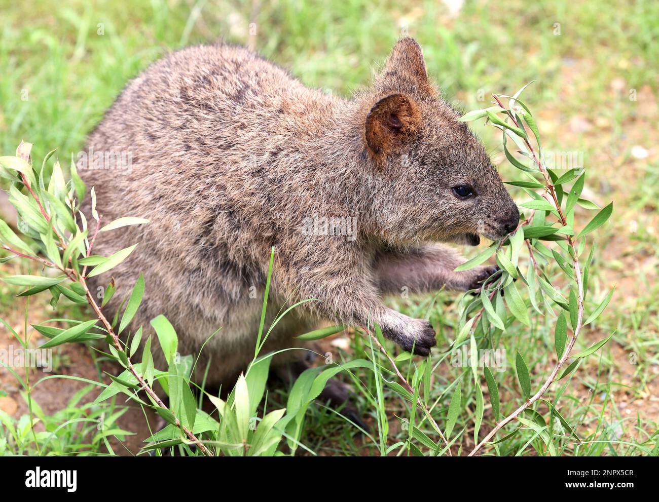 Quokka (Setonix brachyurus) is open to media at Saitama Children's Zoo ...