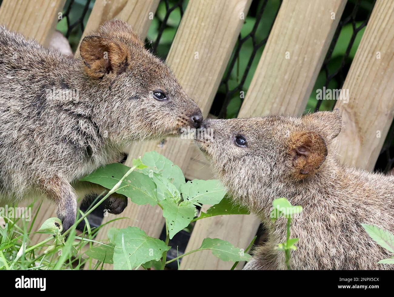 Quokka (Setonix brachyurus) is open to media at Saitama Children's Zoo ...