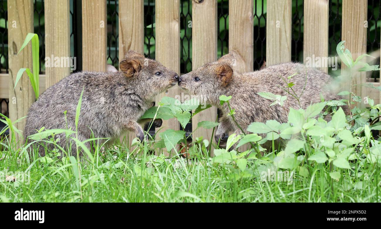 Quokka (Setonix brachyurus) is open to media at Saitama Children's Zoo ...