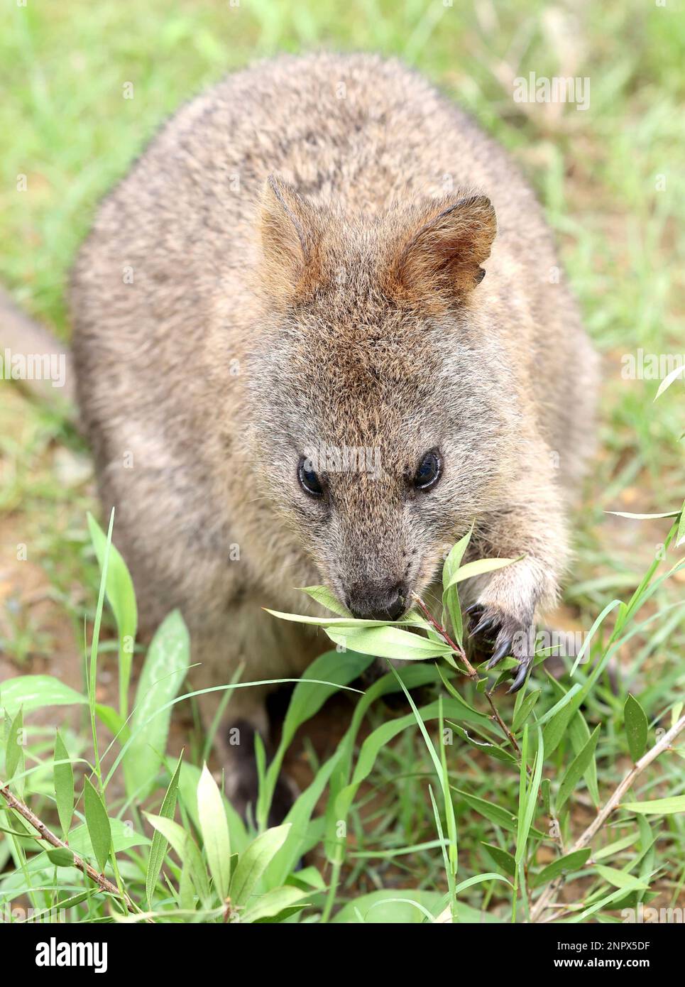 Quokka (Setonix brachyurus) is open to media at Saitama Children's Zoo ...