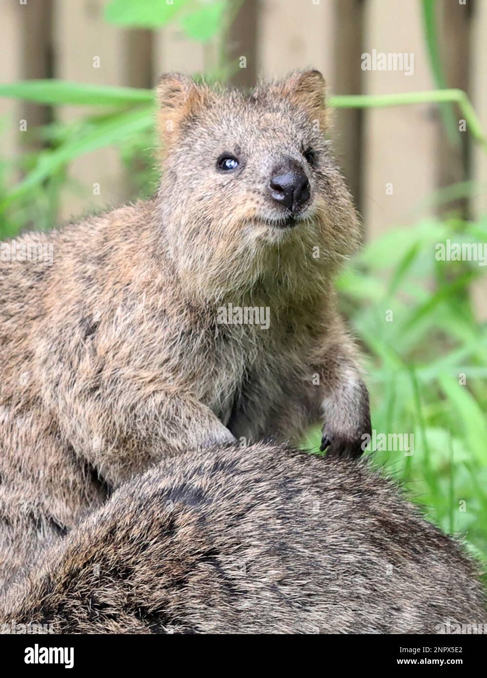 Quokka (Setonix brachyurus) is open to media at Saitama Children's Zoo ...