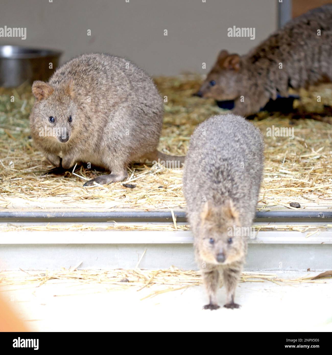 Quokka (Setonix brachyurus) is open to media at Saitama Children's Zoo ...