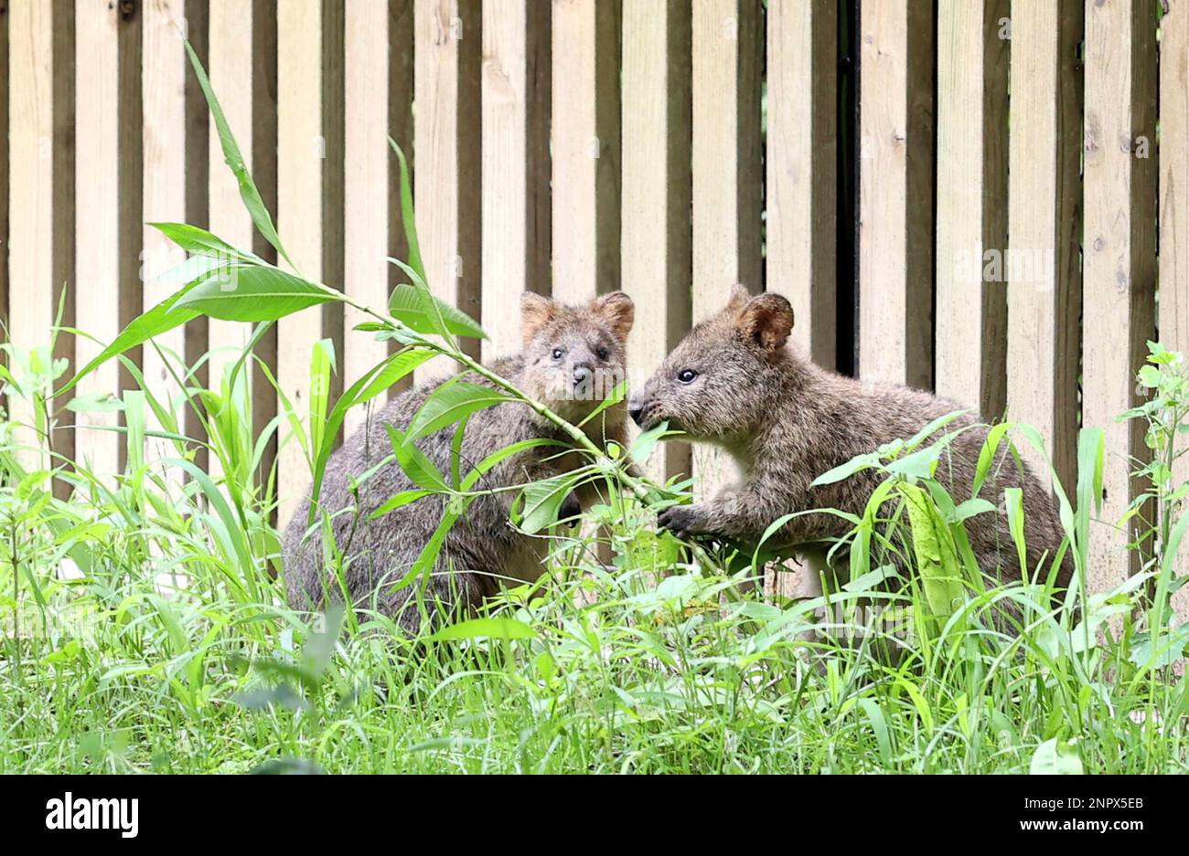 Quokka (Setonix brachyurus) is open to media at Saitama Children's Zoo ...