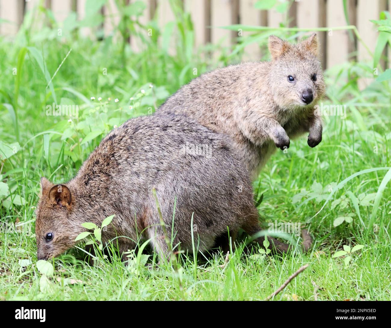 Quokka (Setonix brachyurus) is open to media at Saitama Children's Zoo ...