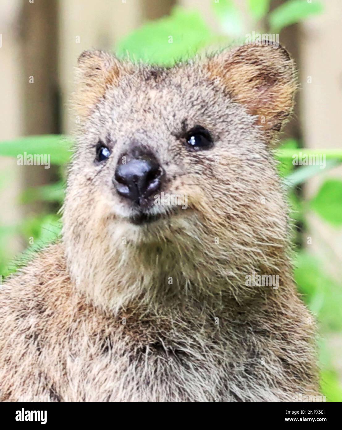Quokka (Setonix brachyurus) is open to media at Saitama Children's Zoo ...