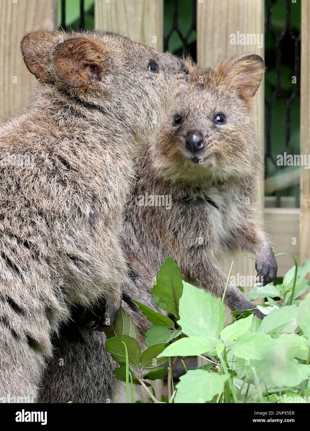 Quokka (Setonix brachyurus) is open to media at Saitama Children's Zoo ...