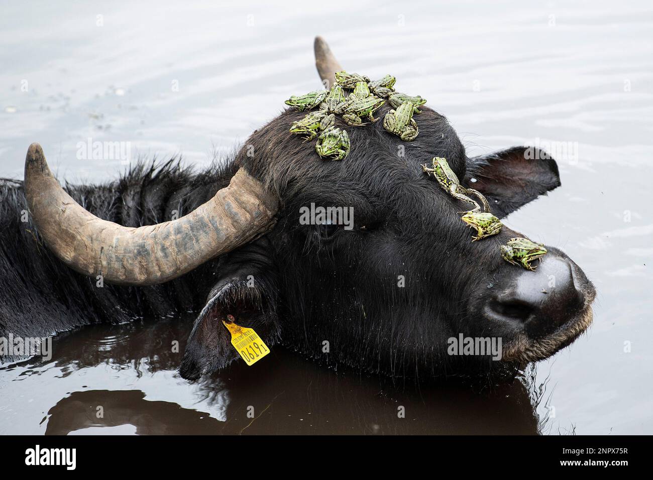 Pool frogs (Pelophylax lessonae) sit on the head of a water buffalo in ...