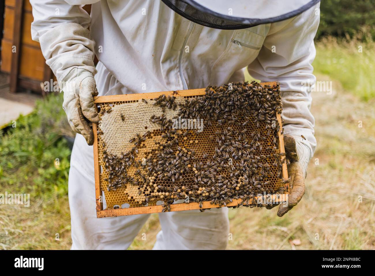 Male beekeeper in full protective gear working in an apiary, checking ...