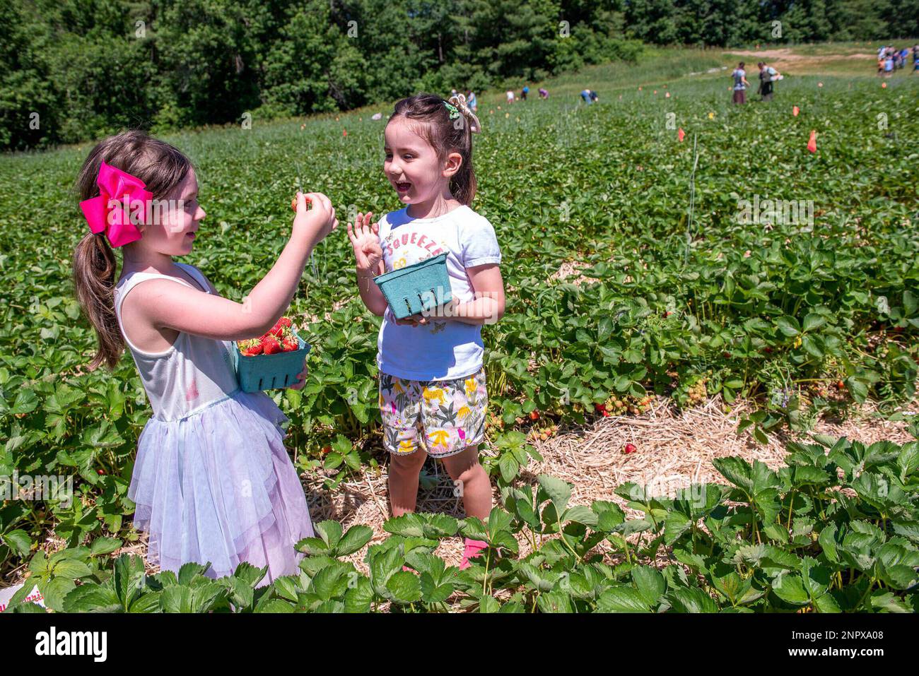 Willa Mercier, left, shows Lillyanna Johnson a "hilarious" strawberry ...