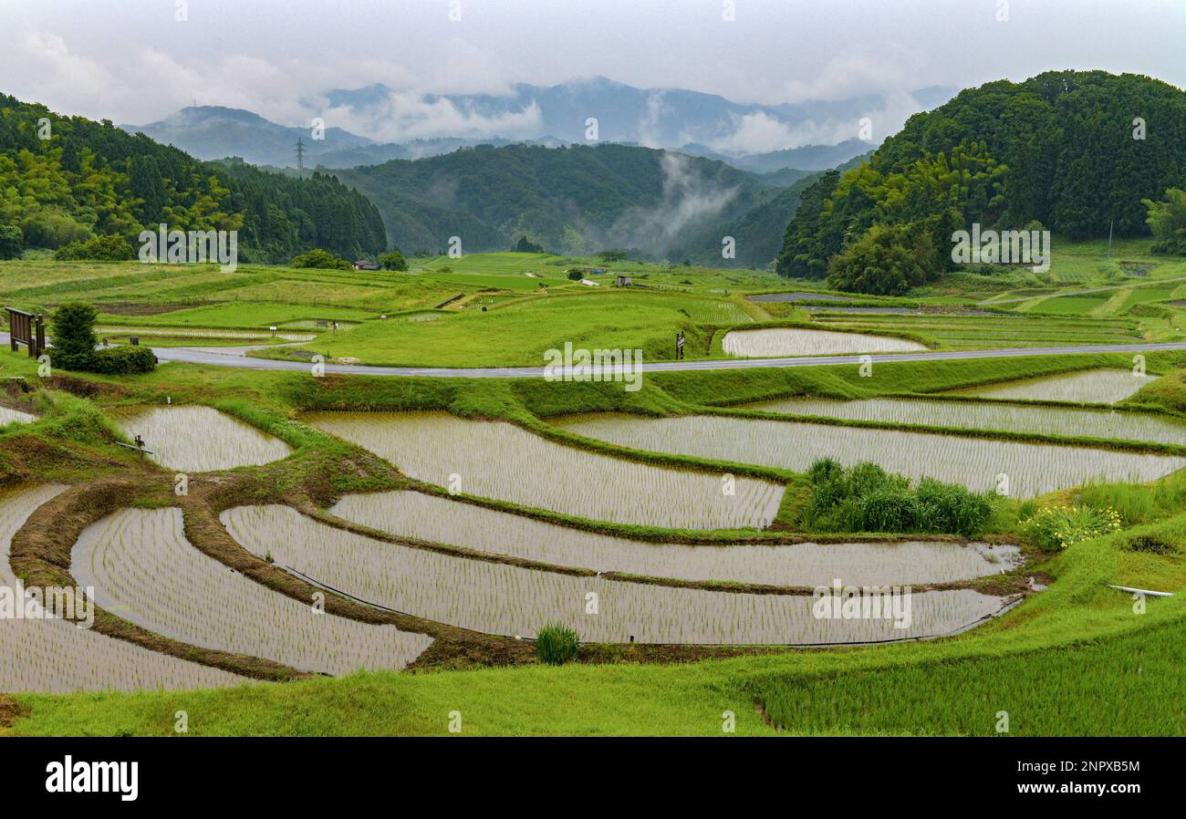 A picture shows the terraced rice-fields in Unnan city, Shimane ...