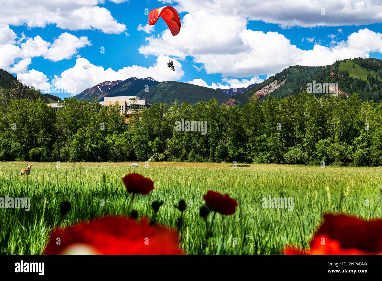 Aspen Paragliding's Craig Owens and client Lauren Rodes land in the ...
