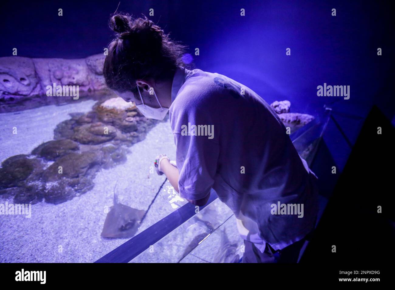 An Atlantis Aquarium Madrid worker feeds several manta fish during the ...