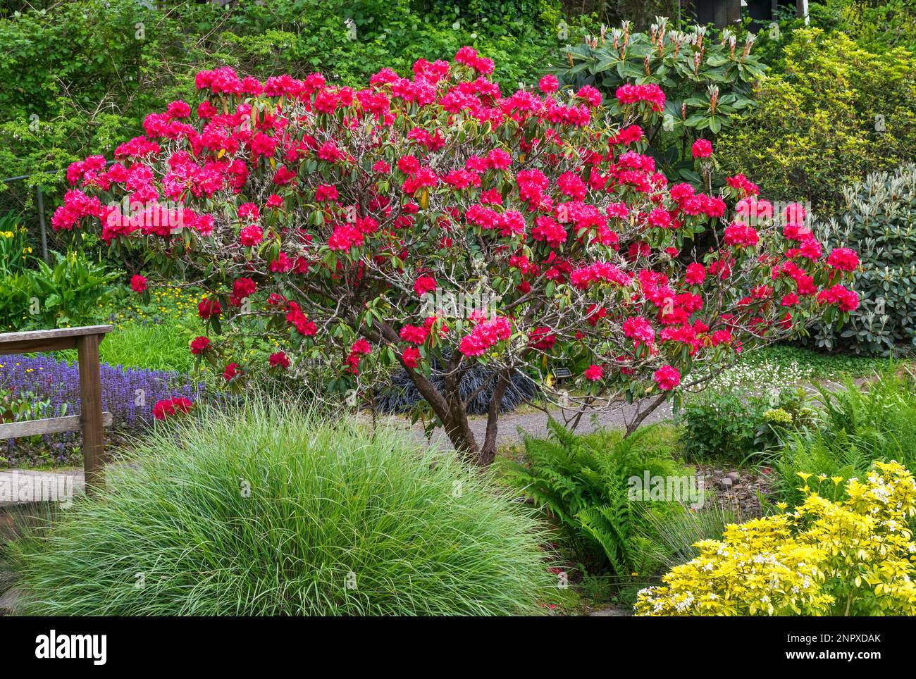 Blossoms in late spring, Connie Hansen Garden, Lincoln City, Oregon ...