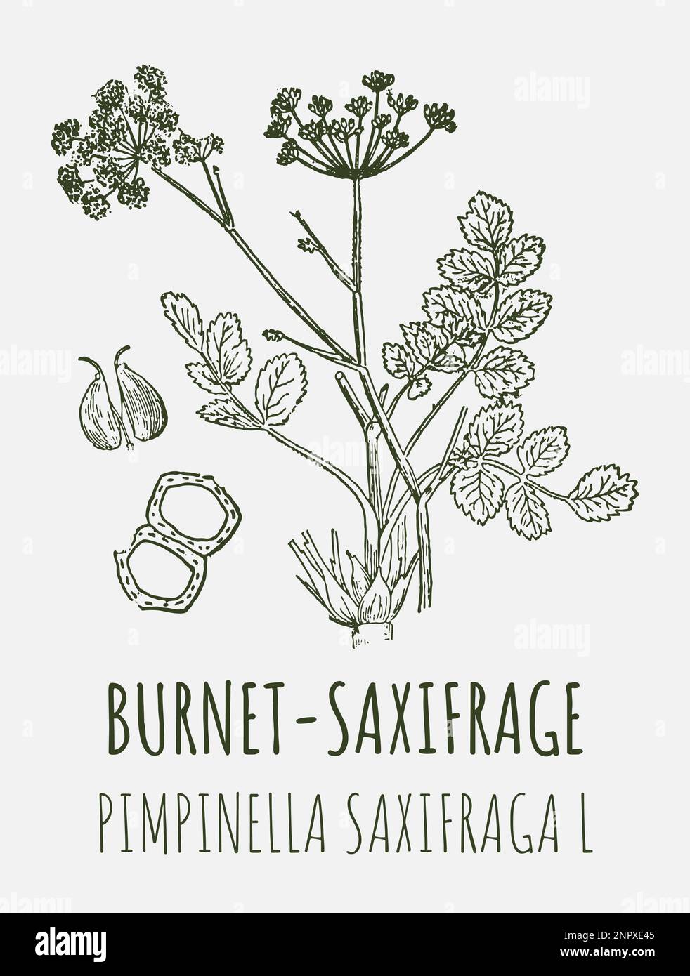 Drawings of BURNET SAXIFRAGE. Hand drawn illustration. Latin name ...