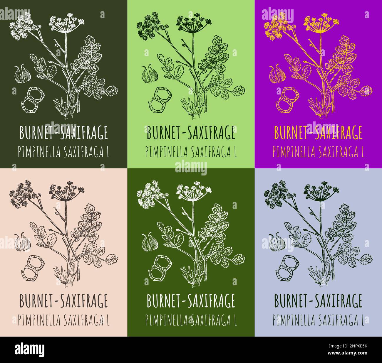 Set of drawings BURNET SAXIFRAGE in different colors. Hand drawn ...