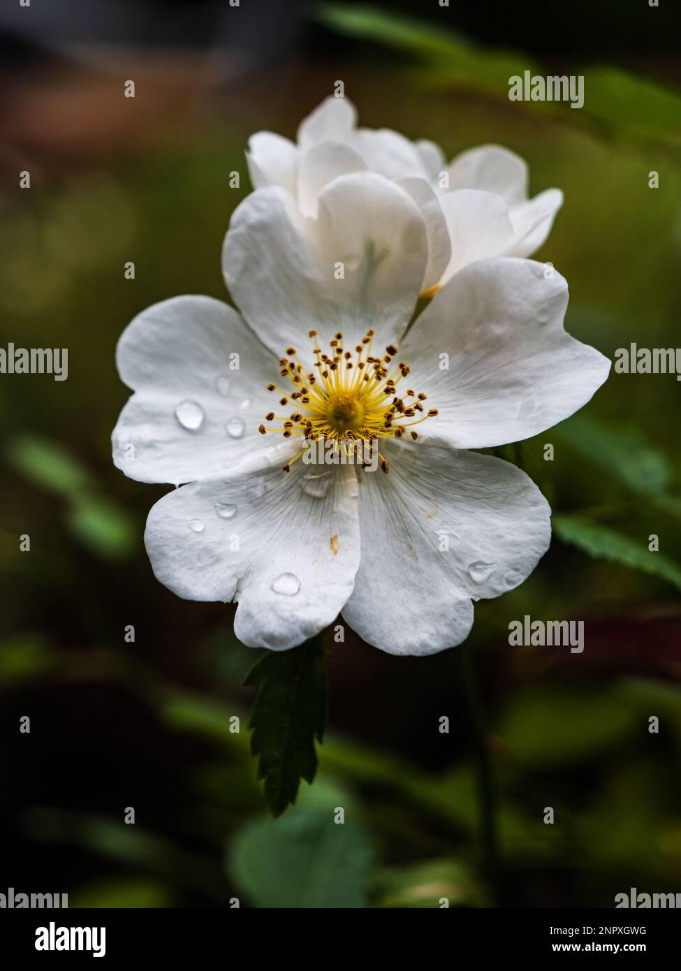 White dog-rose flower with water rain drops on the petals in a garden ...
