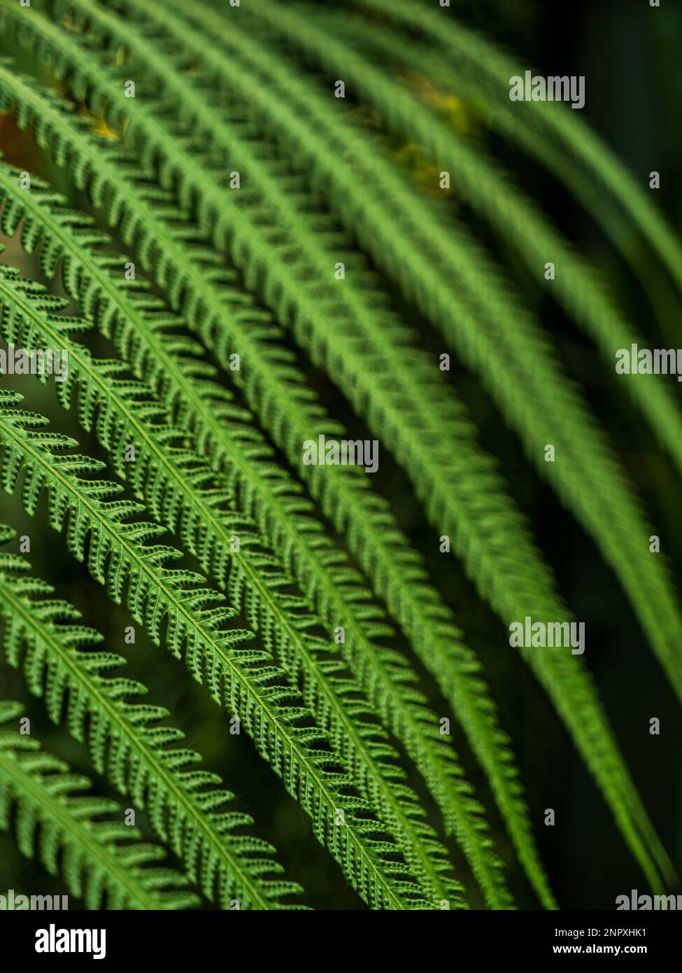 Closeup shot of dark green fern leaves, blurry background, nature ...