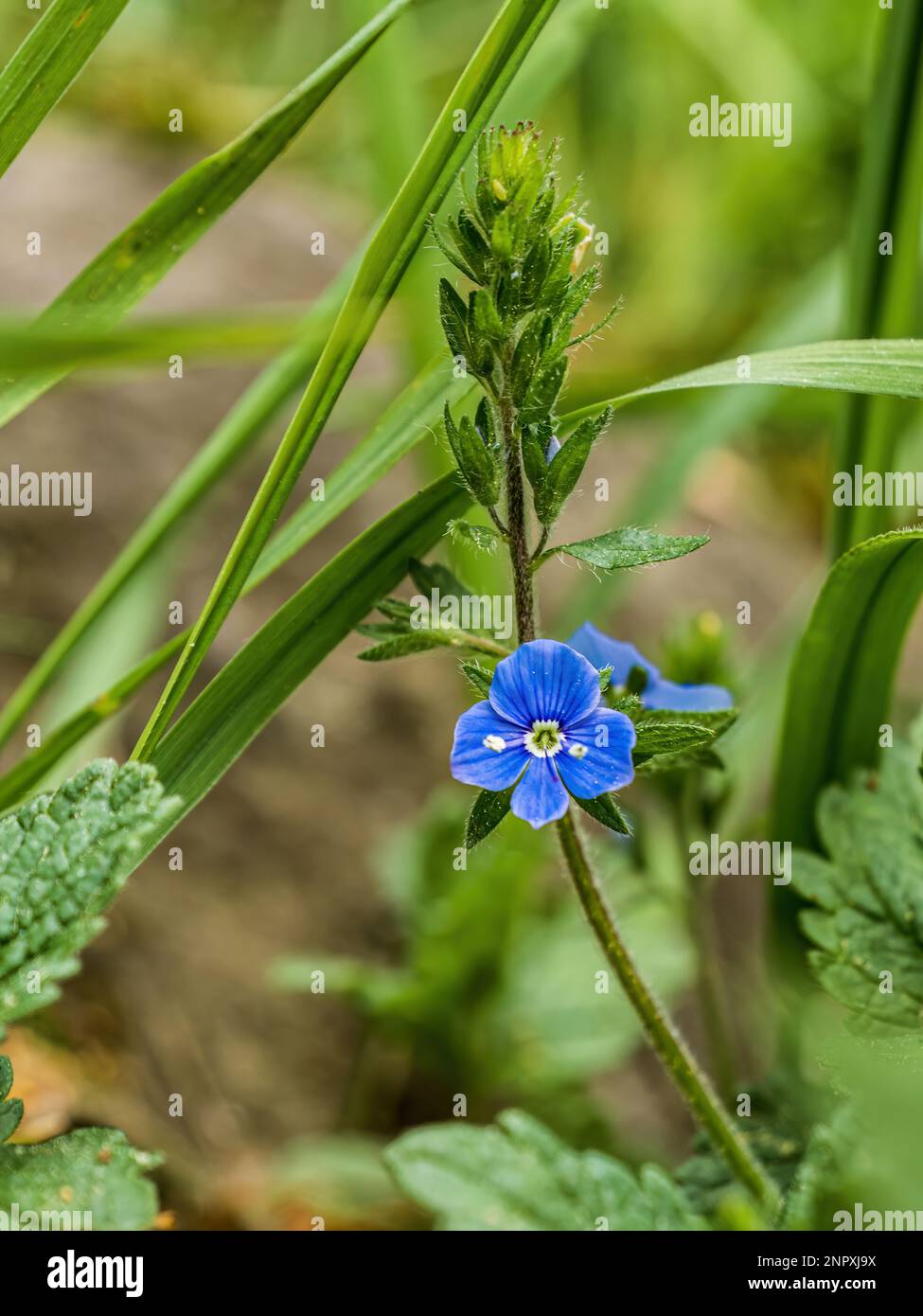 Germander speedwell (veronica chamaedrys) between green grass blurry ...