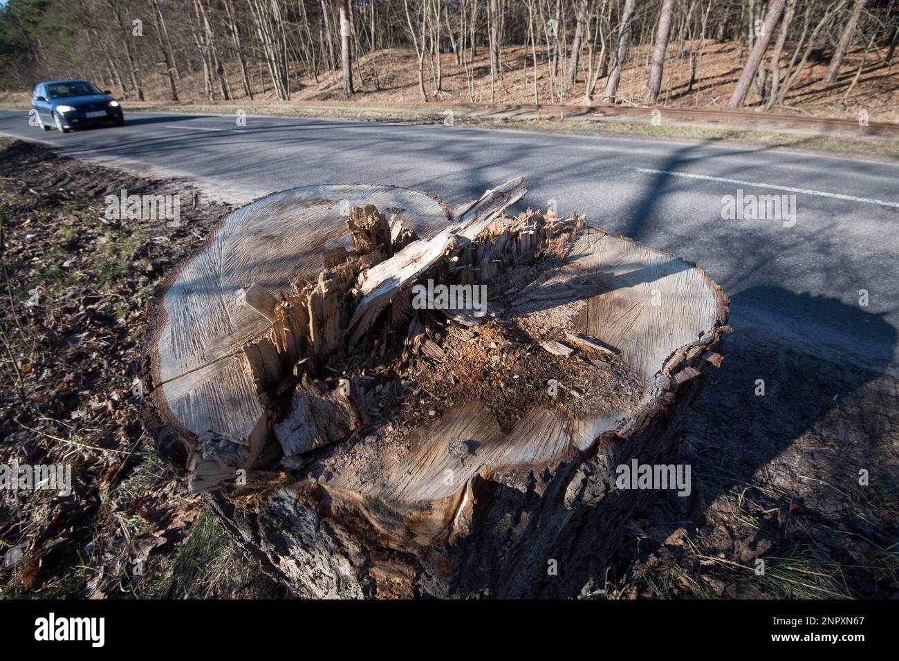 Cut trees by the road in Sztutowo, Poland © Wojciech Strozyk / Alamy ...