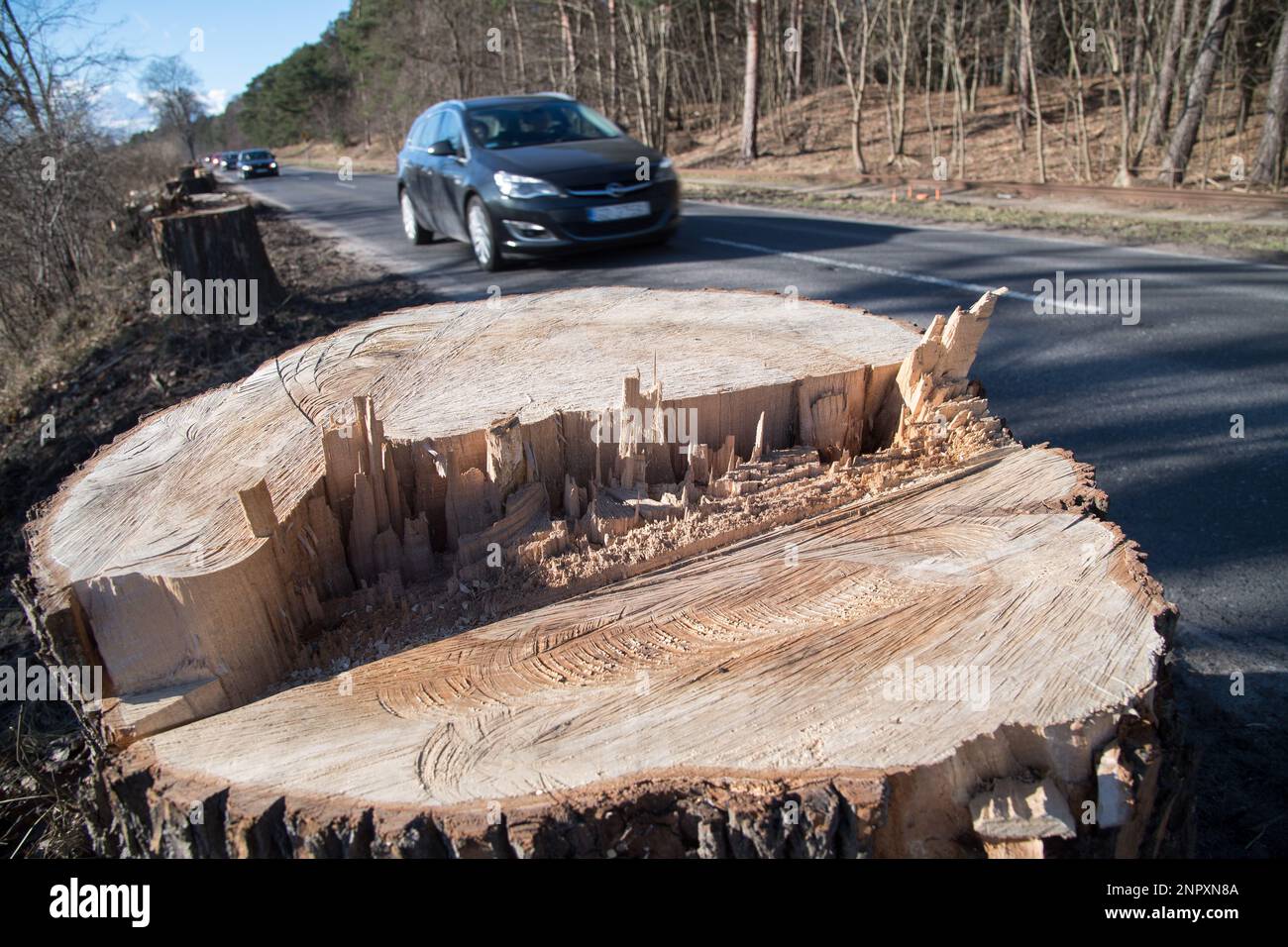 Poland road cut trees hi-res stock photography and images - Alamy