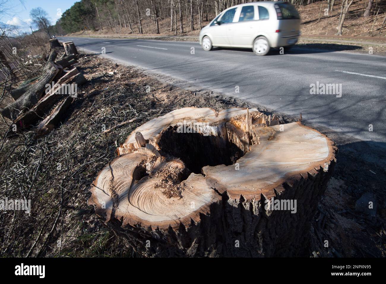 Poland road cut trees hi-res stock photography and images - Alamy