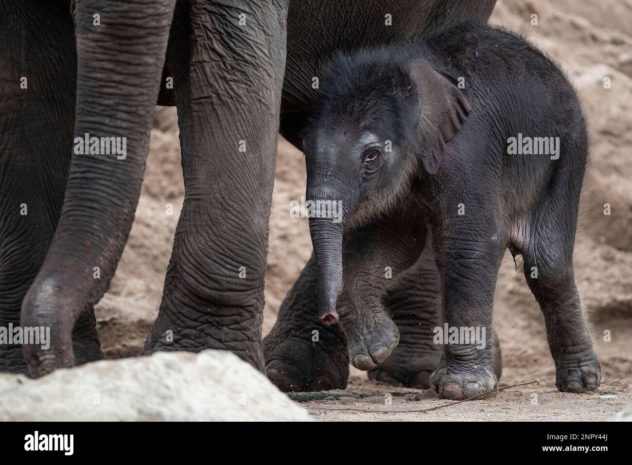 A yet nameless elephant cub follows its mother in its enclosure at the ...