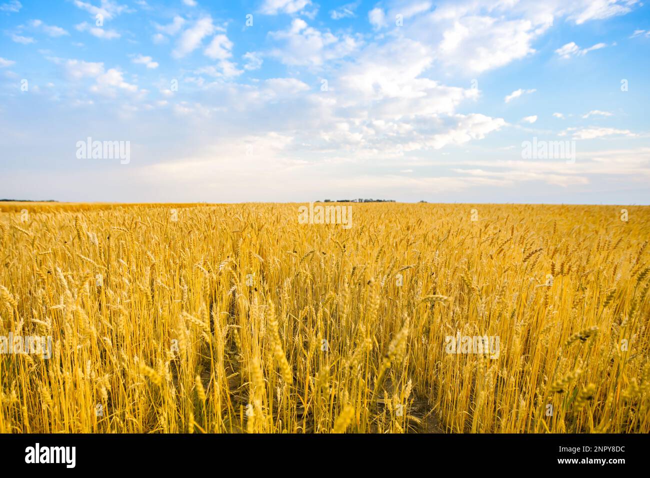 Blue with yellow as flag of Ukraine field. Ukrainian character. Field ...