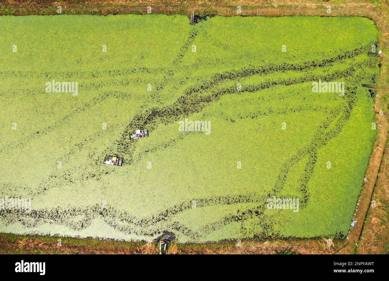 Farmers gather water shield (brasenia schreberi, junsai in Japanese) at ...