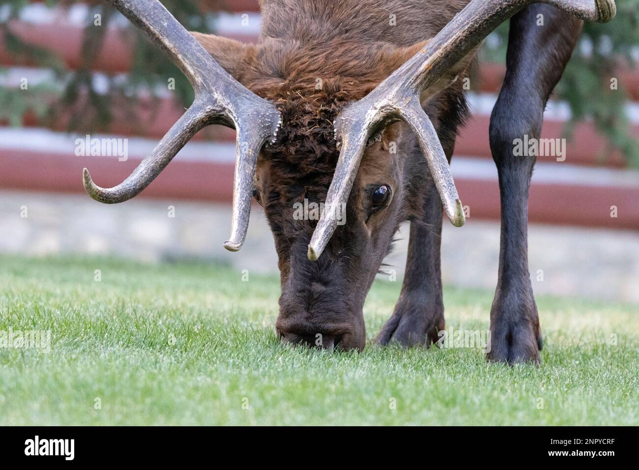 close up of male elk face bent over eating grass Stock Photo - Alamy