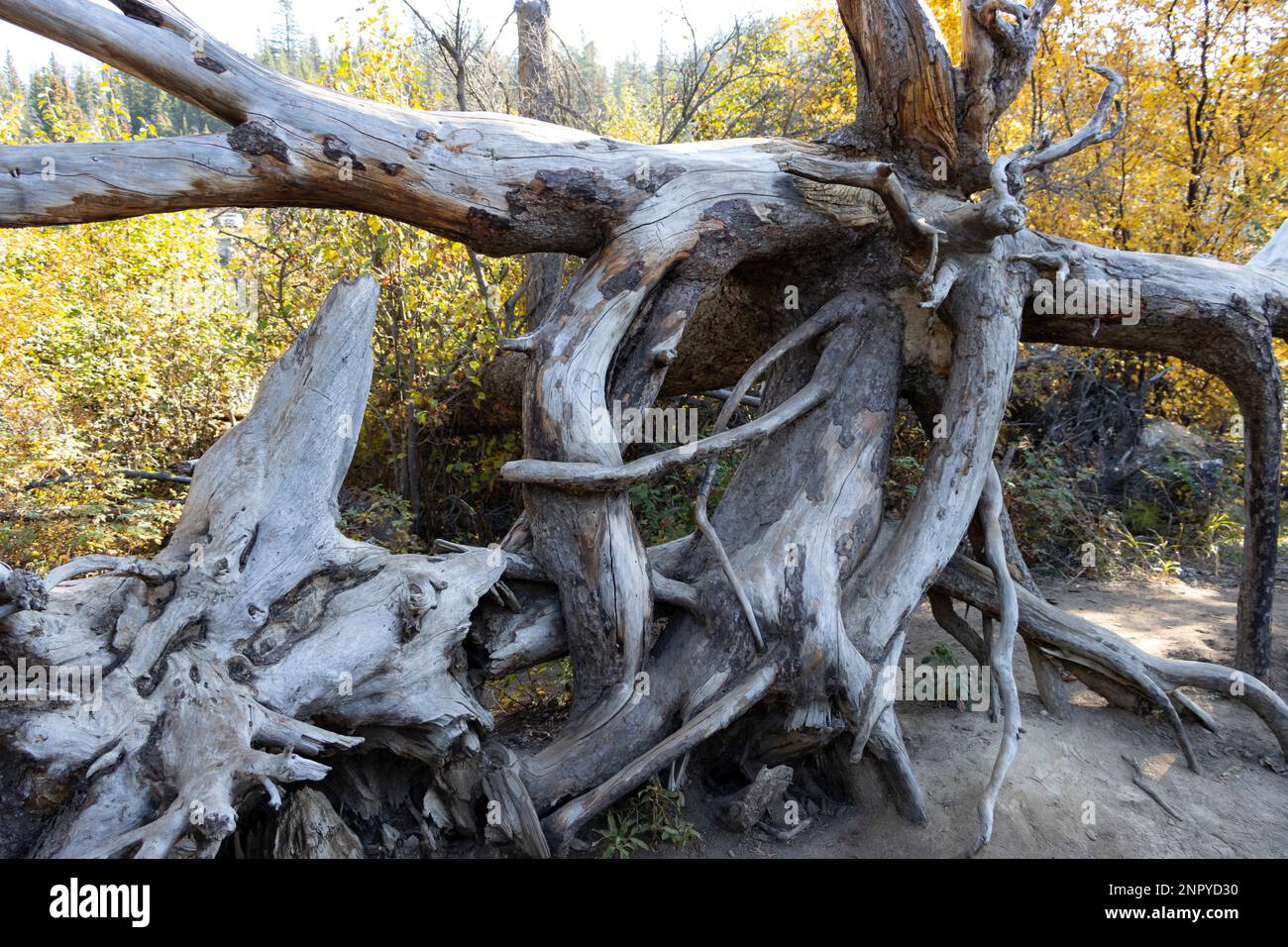 massive tree root system Stock Photo - Alamy