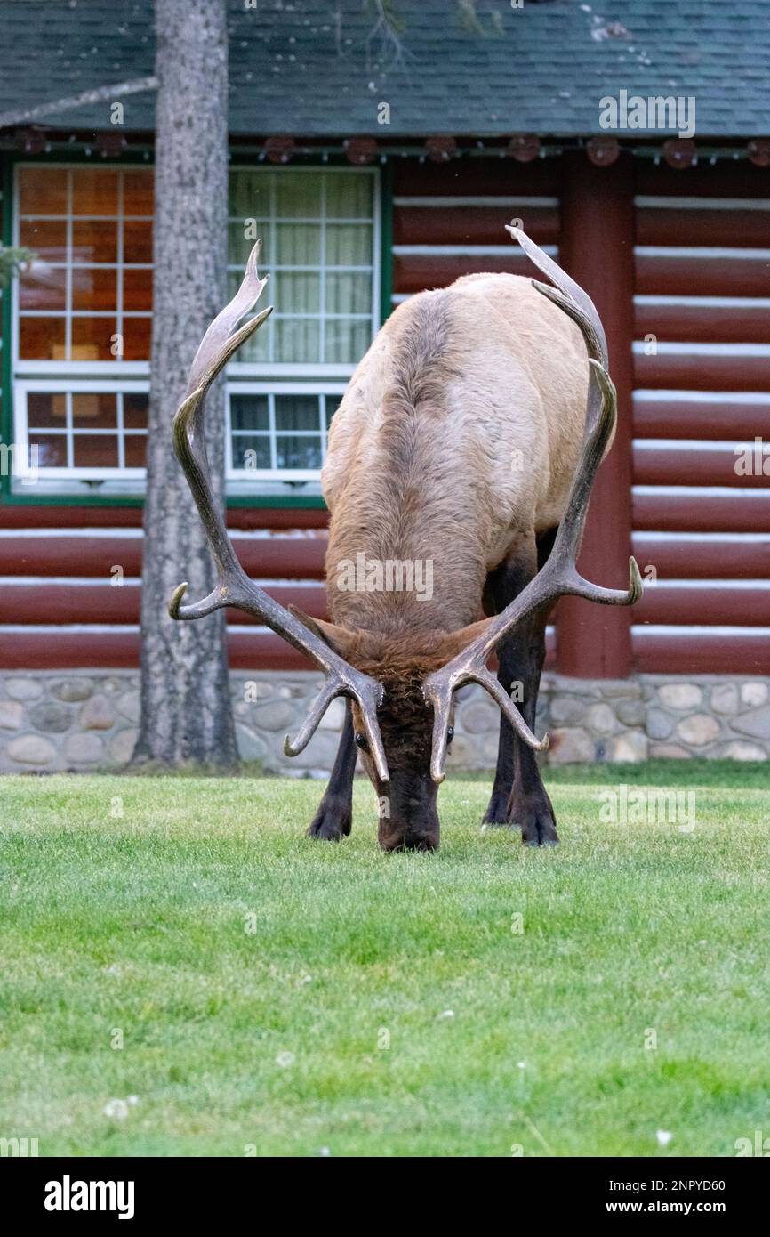 male elk with large rack bent forward in grass Stock Photo - Alamy