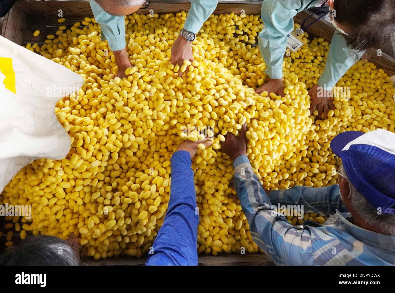People gather to check cocoons of spring silkworm, Harugo, at a ...