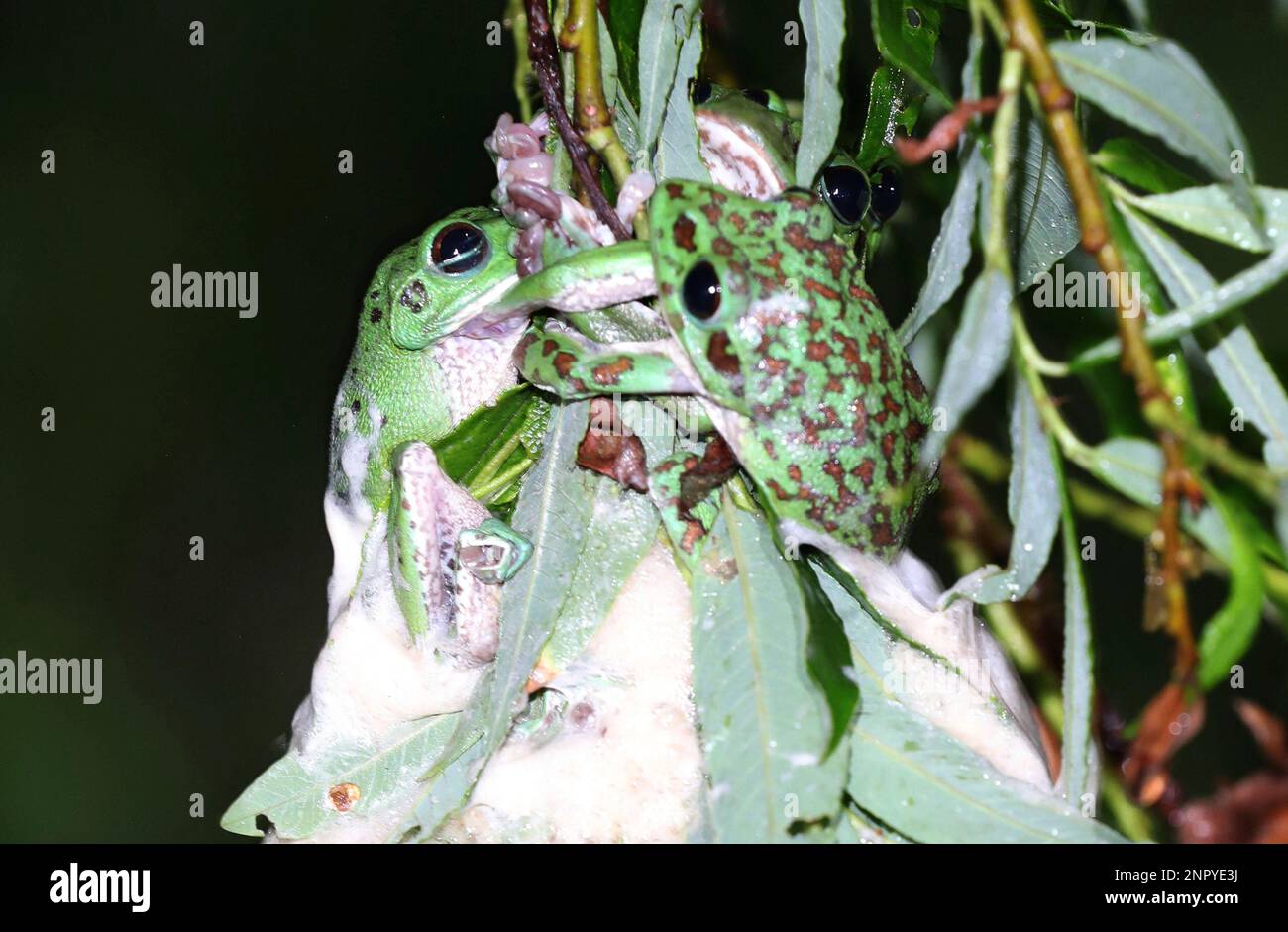 Forest green tree frogs spawn by affixing white foamy floss-like clumps ...
