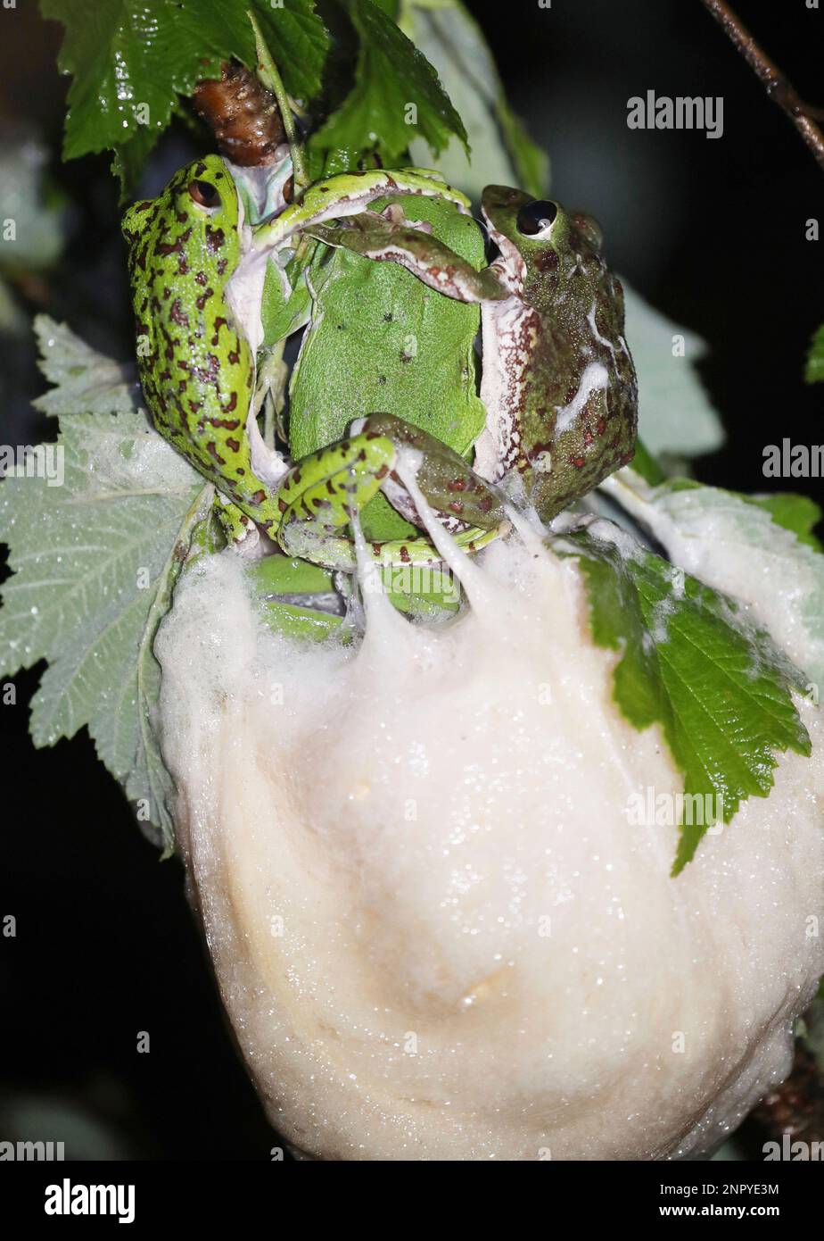 Forest green tree frogs spawn by affixing white foamy floss-like clumps ...