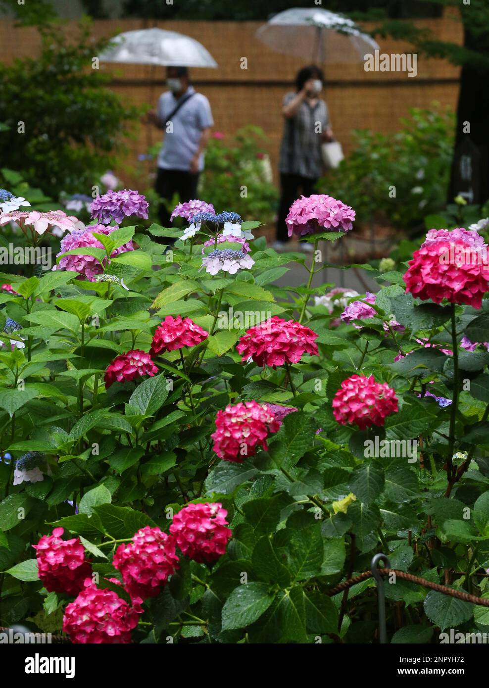 Hydrangea, a symbol of the rainy season in Japan, blooms in Fukuoka ...