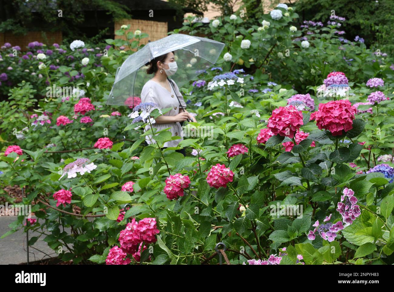 Hydrangea, a symbol of the rainy season in Japan, blooms in Fukuoka ...