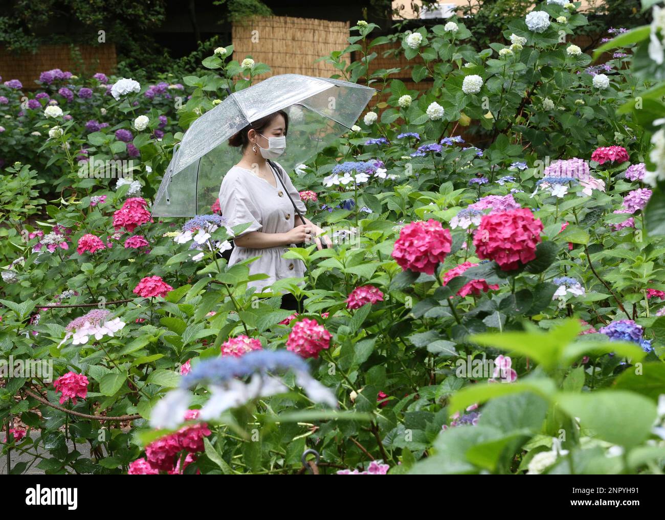 Hydrangea, a symbol of the rainy season in Japan, blooms in Fukuoka ...