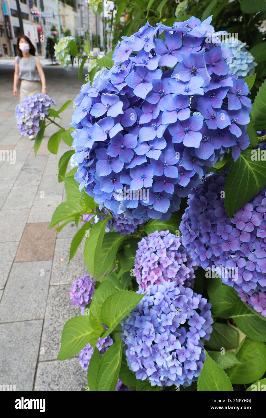 Hydrangea, a symbol of the rainy season in Japan, blooms in Chuo Ward ...