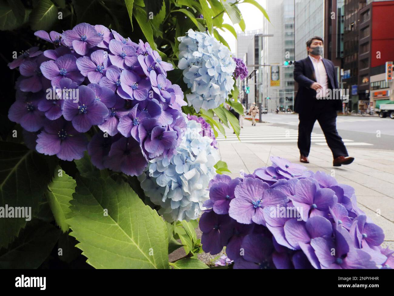 Hydrangea, a symbol of the rainy season in Japan, blooms in Chuo Ward ...
