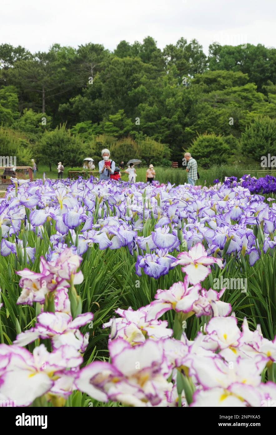Japanese irises are in full bloom and entertaining visitors at Nagai ...
