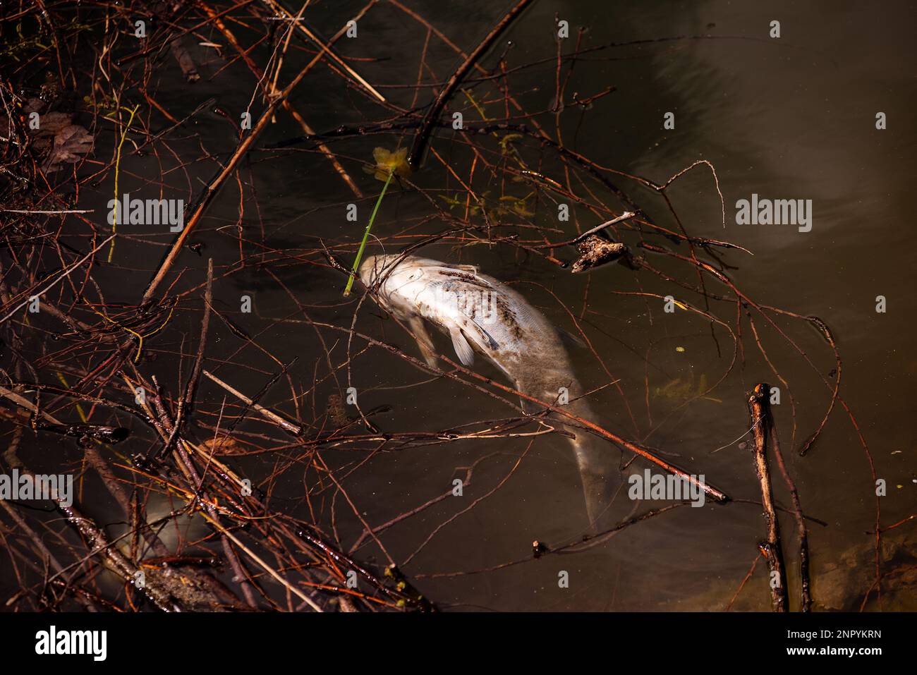 Dead fish swim in the water of the reservoir. Environmental pollution ...