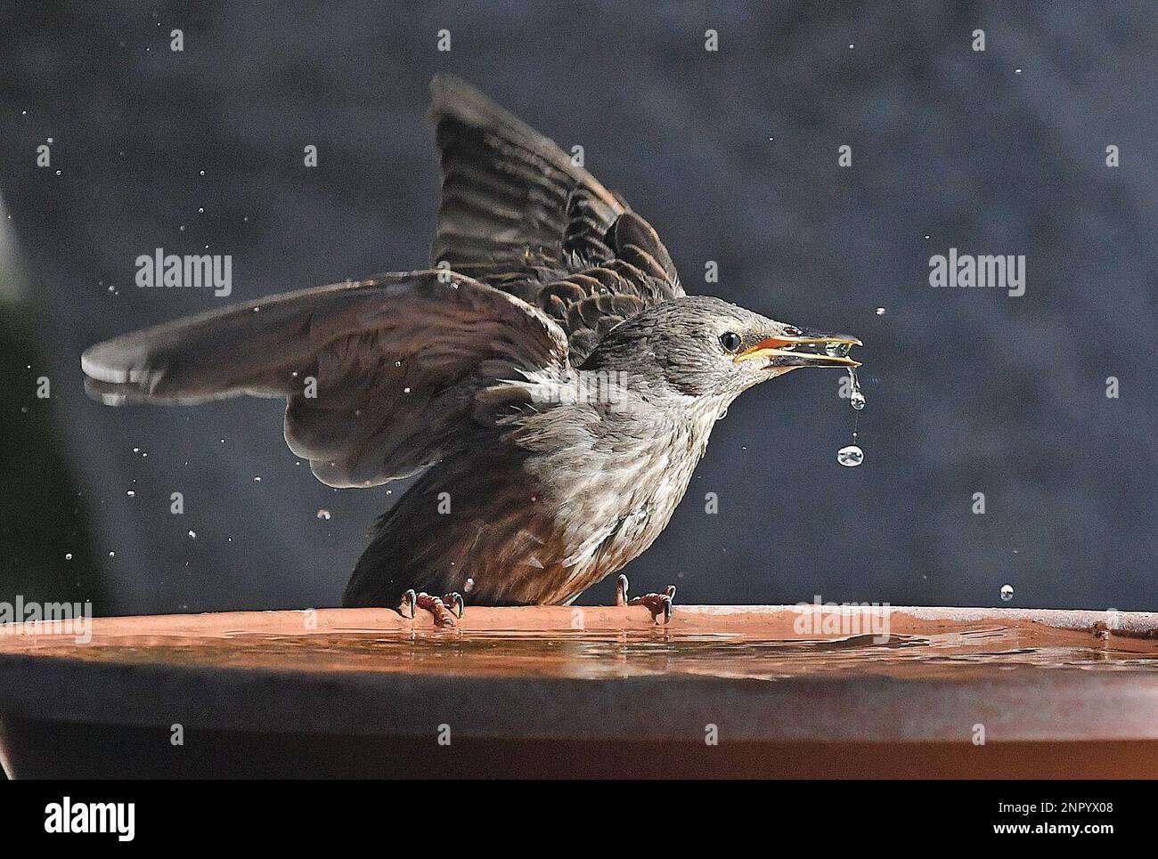 In this May 31, 2020, photo, drops of water drip from the beak of a ...