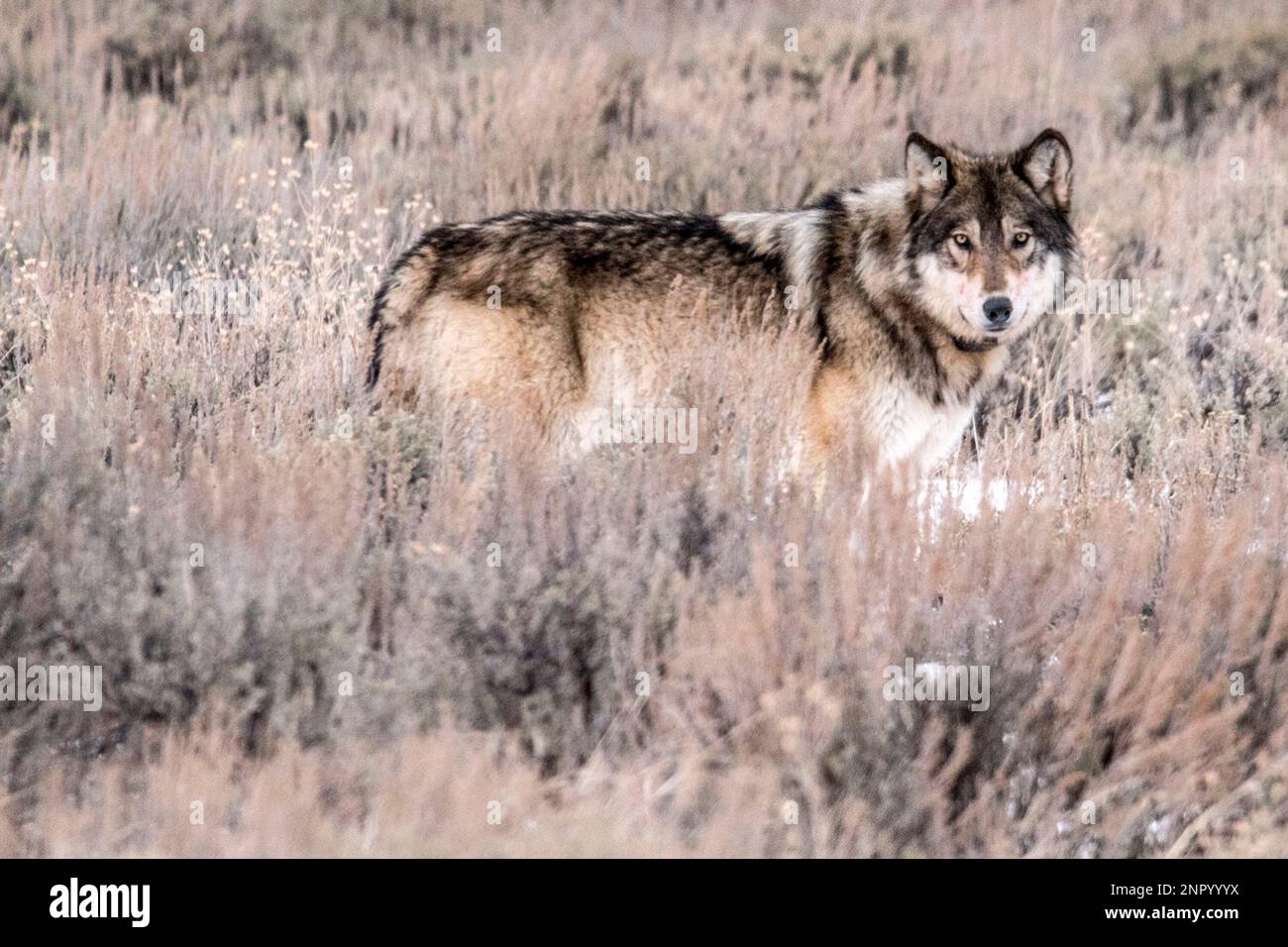 In this 2018 photo, a wolf is seen in Jackson Hole, Wyoming. Predation ...