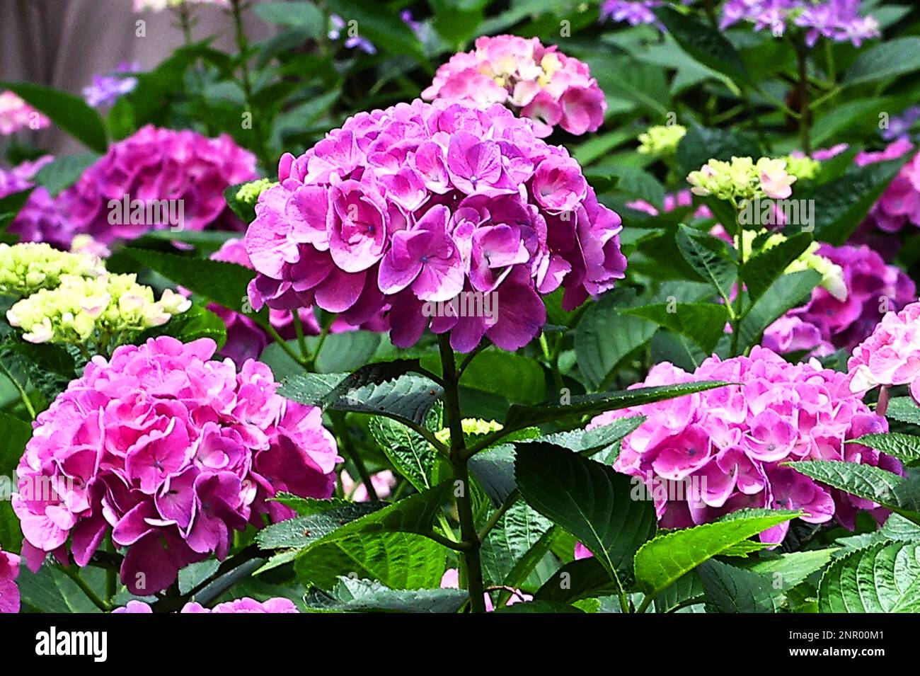 Lots of hydrangeas are in full bloom in Fukuoka, western Japan, on June ...