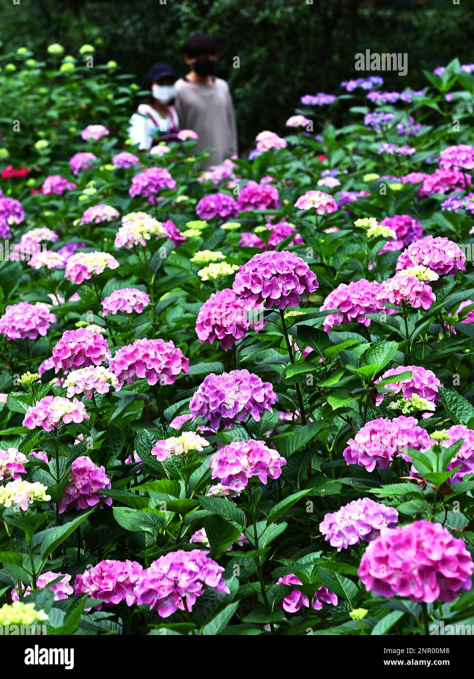 Lots of hydrangeas are in full bloom in Fukuoka, western Japan, on June ...