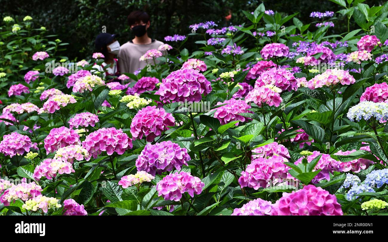 Lots of hydrangeas are in full bloom in Fukuoka, western Japan, on June ...