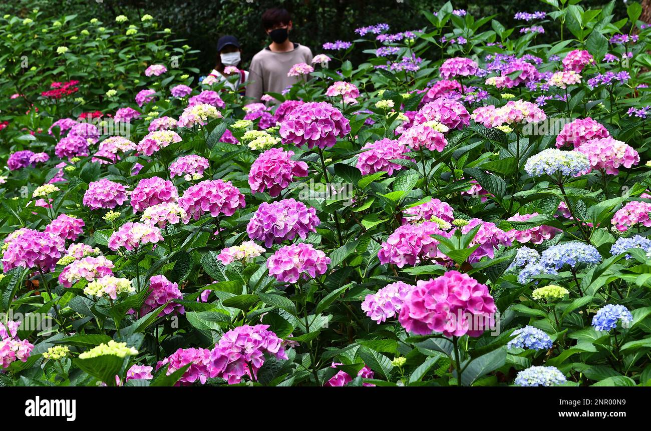 Lots of hydrangeas are in full bloom in Fukuoka, western Japan, on June ...