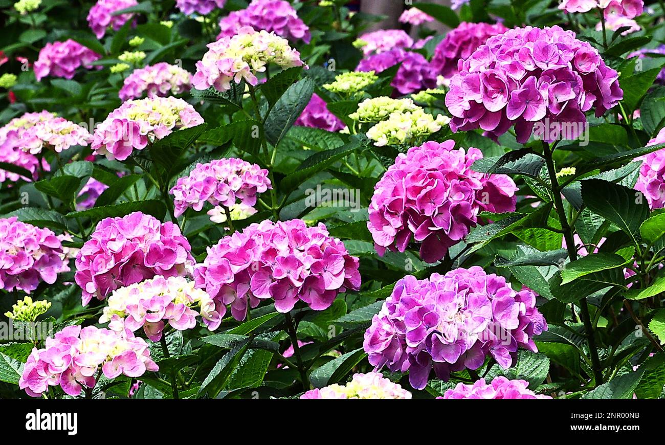 Lots of hydrangeas are in full bloom in Fukuoka, western Japan, on June ...