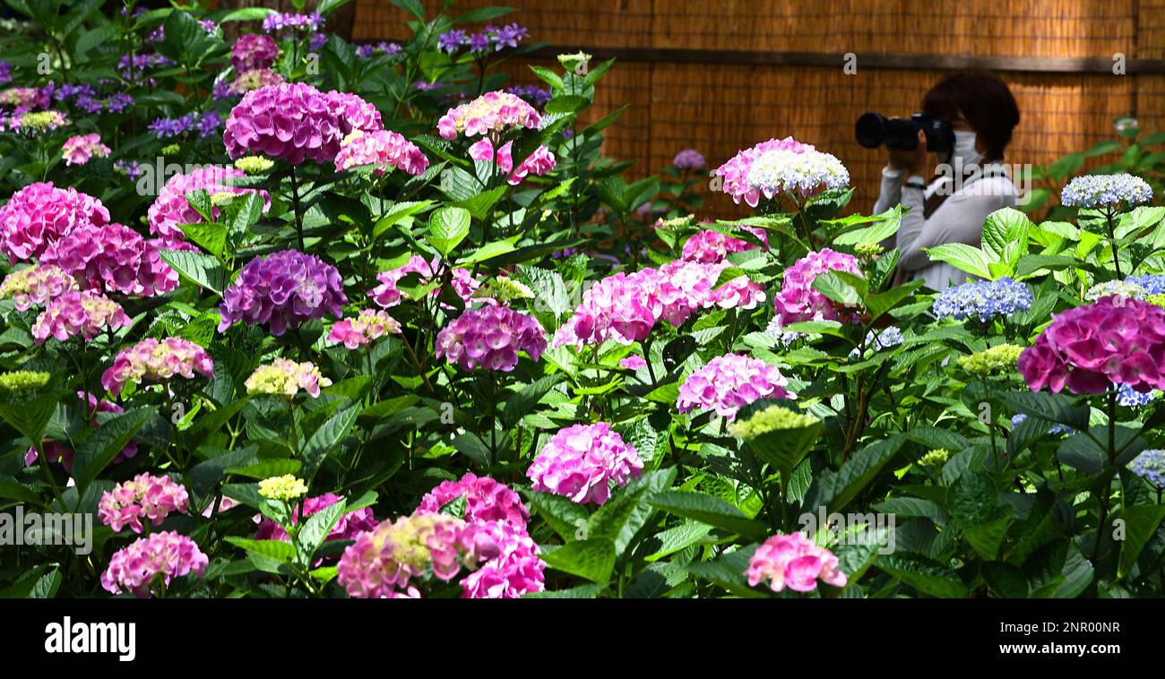 Lots of hydrangeas are in full bloom in Fukuoka, western Japan, on June ...