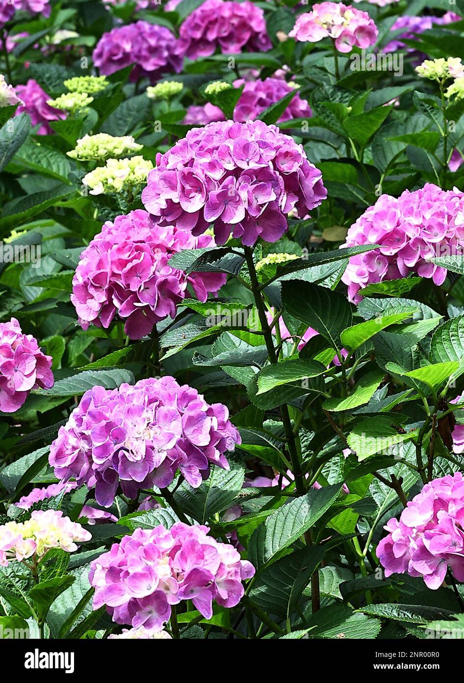 Lots of hydrangeas are in full bloom in Fukuoka, western Japan, on June ...